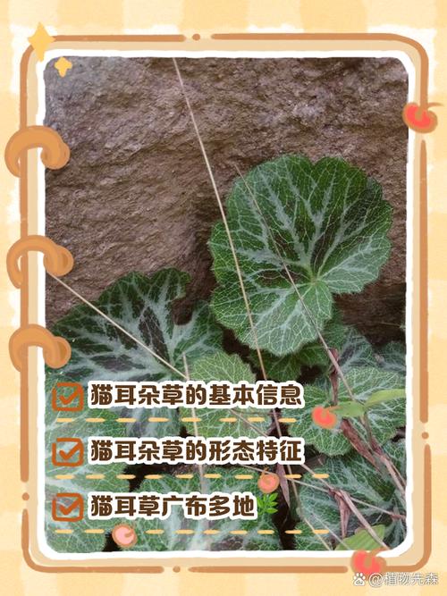 猫耳朵草截图