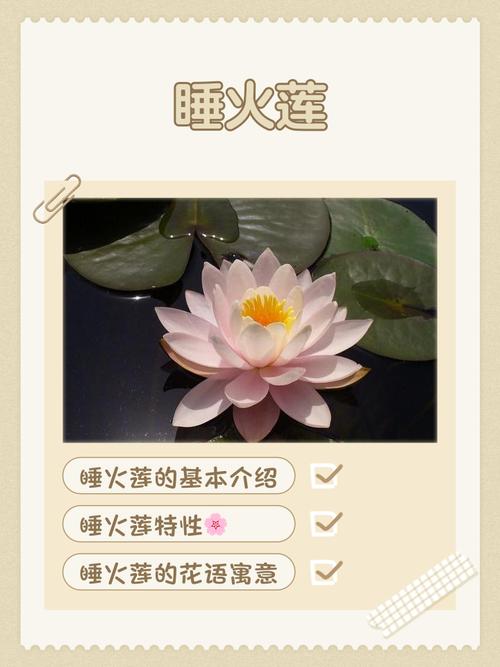 火山的女儿睡火莲送给谁睡火莲赠送对象介绍图标