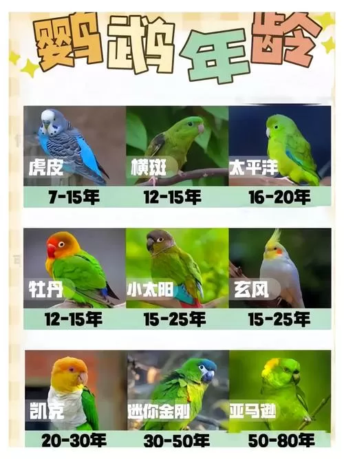 鹦鹉等级一览表图标