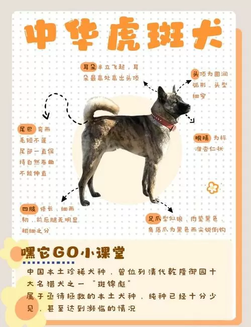 养虎斑犬对主人不吉利吗图标