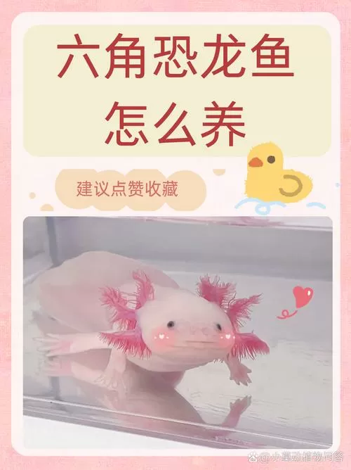 六角龙好养吗