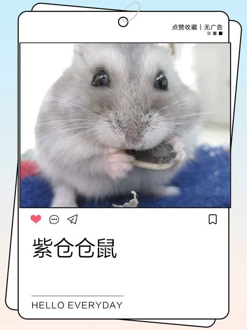 紫仓是侏儒仓鼠吗截图