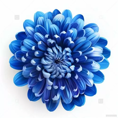 蓝色菊花图标