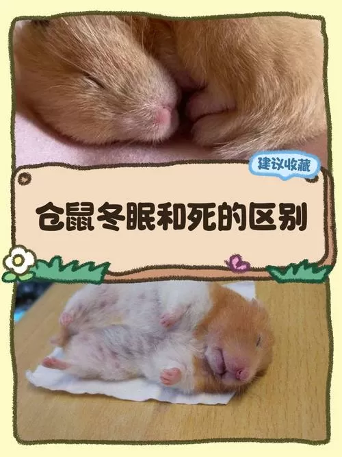 仓鼠死了身体还是软的正常吗