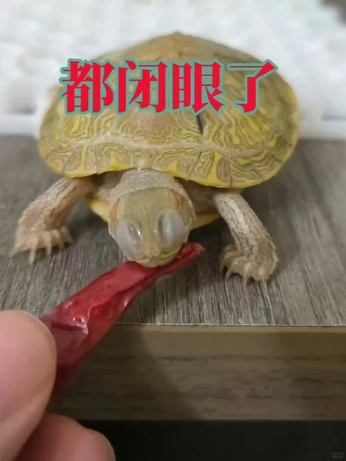 乌龟闭眼睛的正常照片