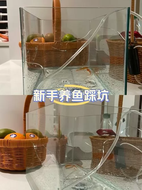 鱼缸爆炸预示着什么图标