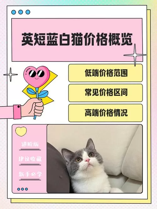 蓝白英短的价格截图