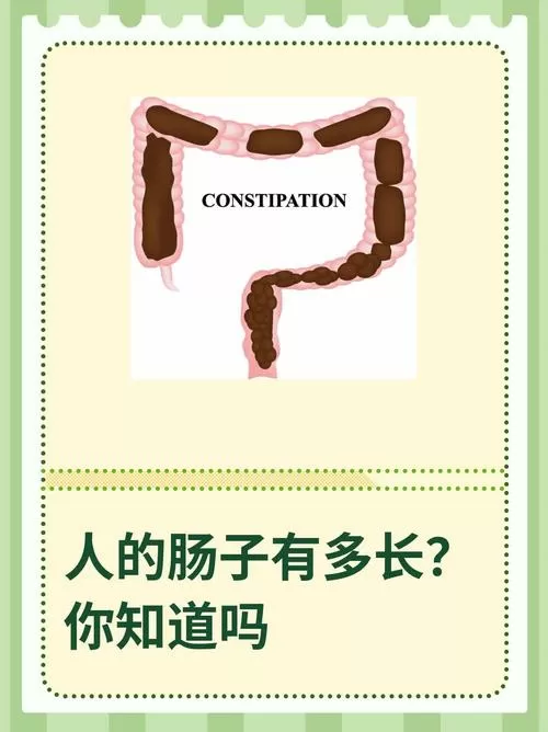 正常人体的肠子有多长图片图标