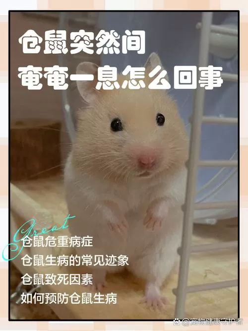 小仓鼠奄奄一息的时候该怎么办截图