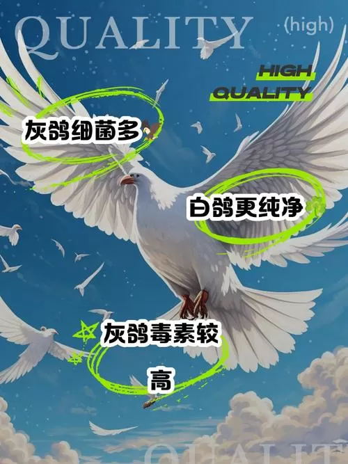 灰鸽和白鸽哪个营养好些呢