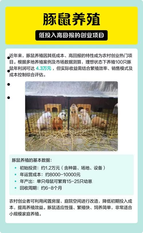 一只豚鼠的利润有多少图标
