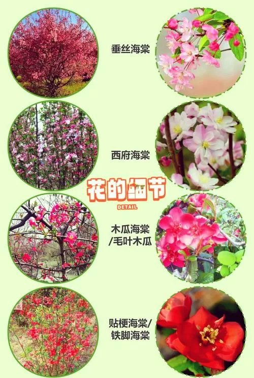 海棠品种及区别图标