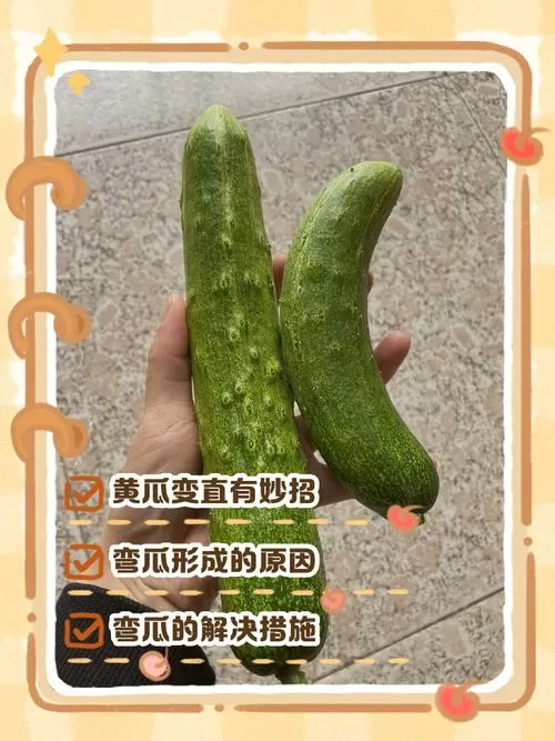 黄瓜瓜条短如何变长图标