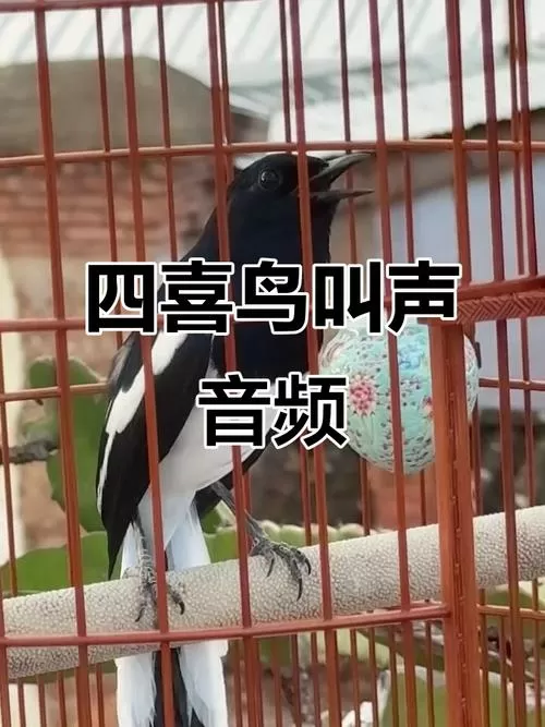 四喜鸟大叫视频图标