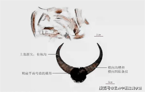 牛角的故事的主要内容图标