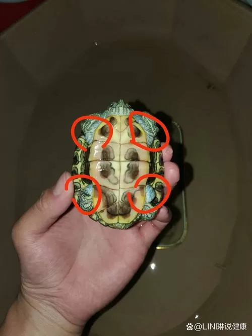 乌龟长水泡了怎么办截图