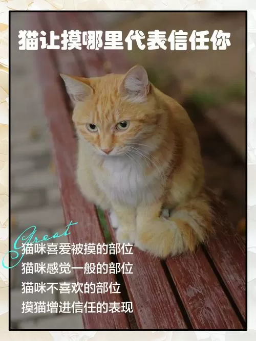 猫让摸哪里代表信任你图标