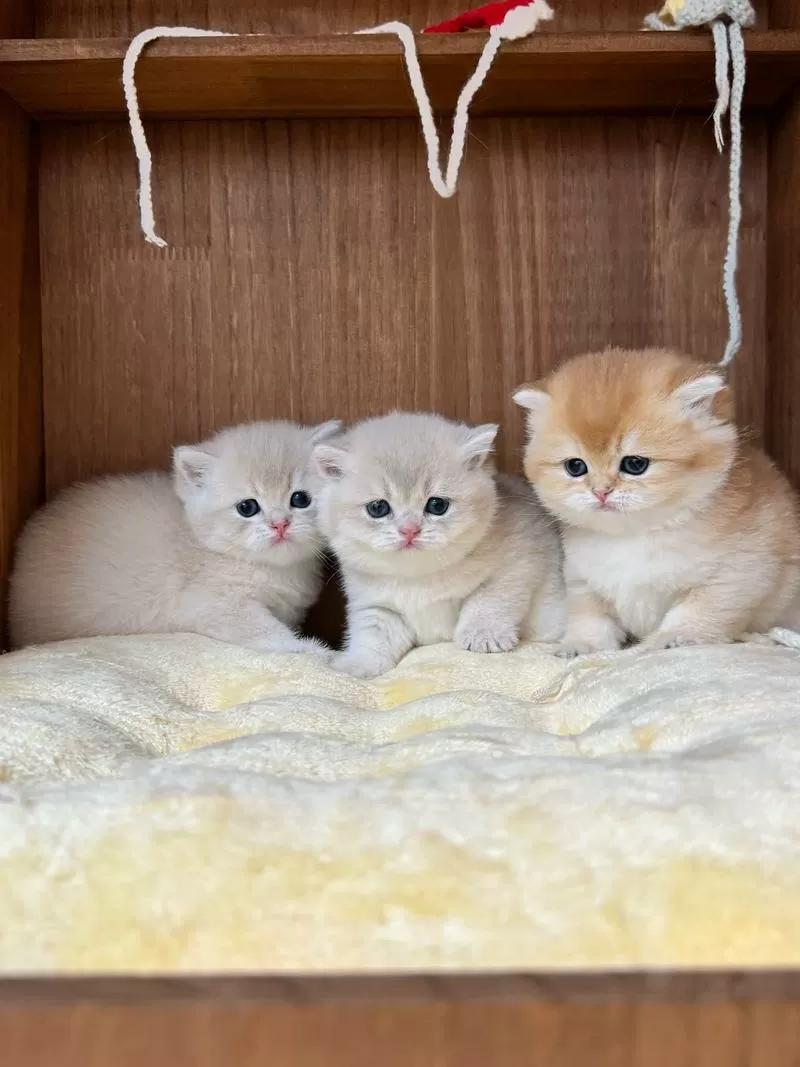 金渐层和蓝猫混血图片截图