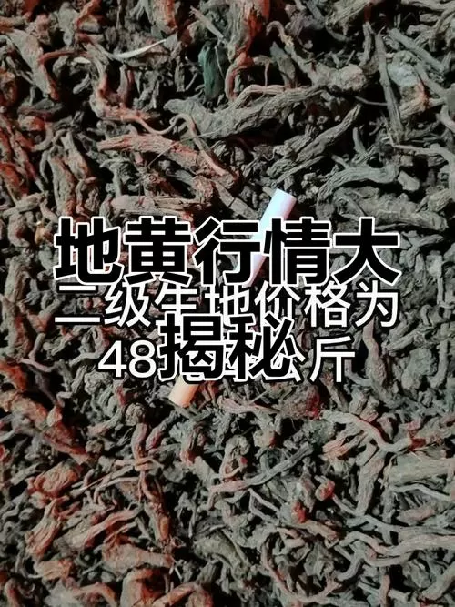 今日地黄价格