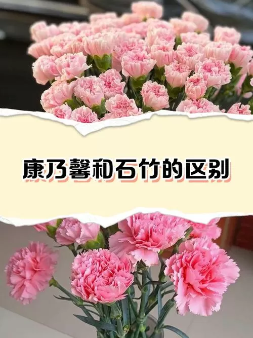 石竹花与康乃馨区别截图
