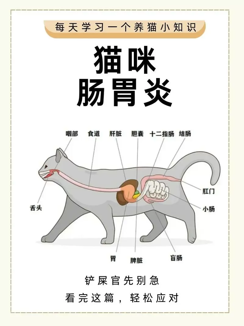 猫咪肠胃炎怎么调理才会好截图