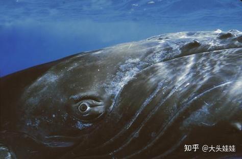 鲸鱼死亡游戏是真的吗知乎图标