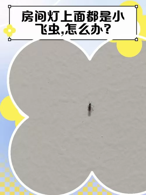 冬天家里突然有很多小飞虫