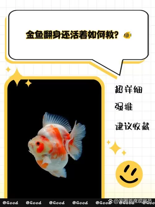 金鱼翻身还活着怎么救图标