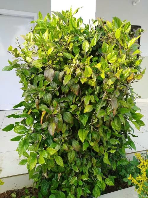 风车茉莉值钱吗图标