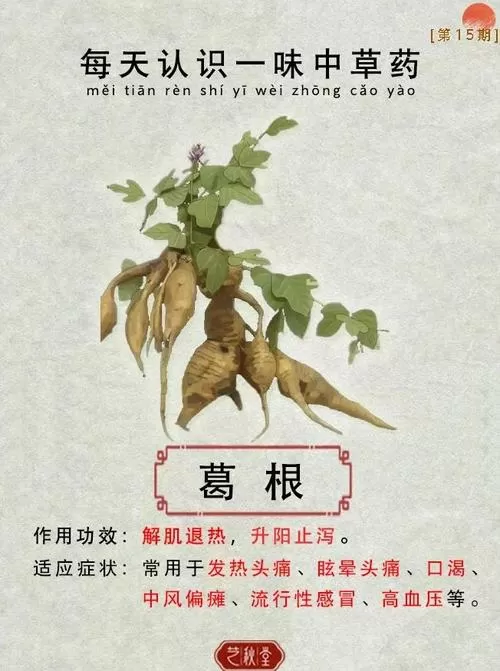 青葛和葛根的区别图标