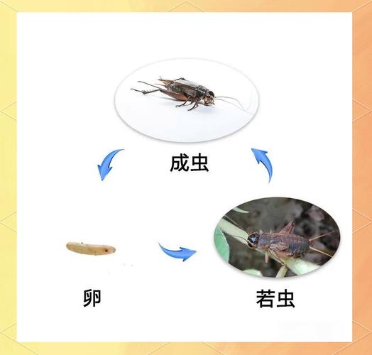 蟋蟀幼虫的四个阶段图片图标