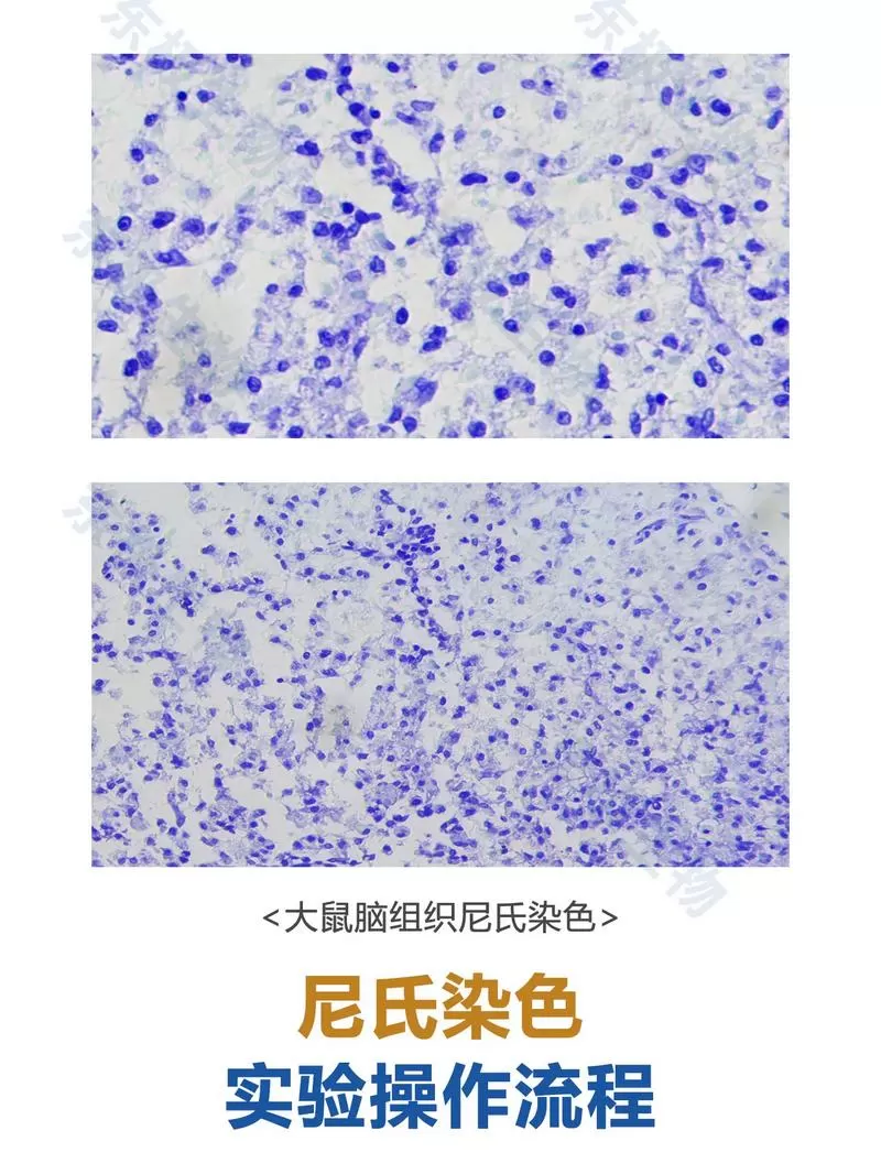病理切片常规染色方法图标