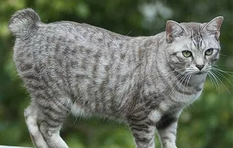 千岛短尾猫图标