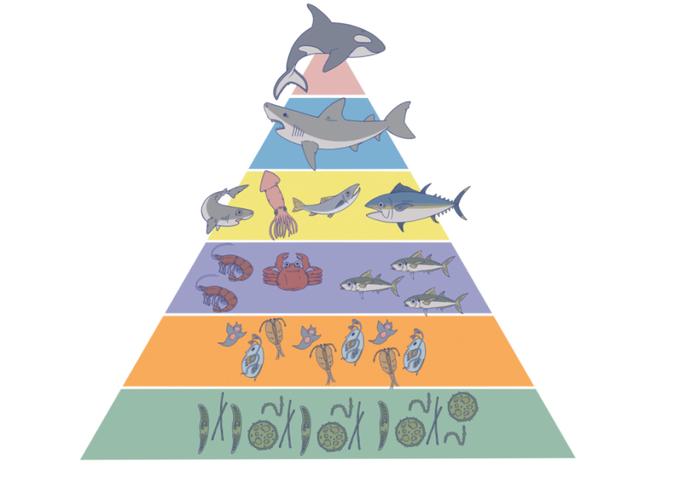 海洋经典食物链图标