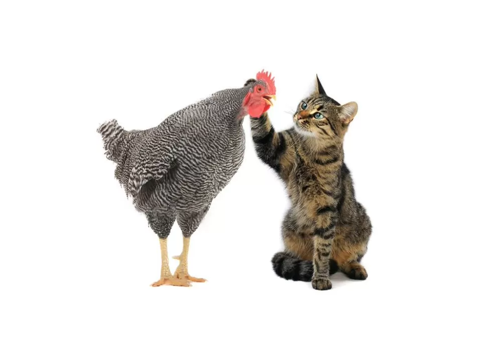 猫和鸡能放在一起吗图标