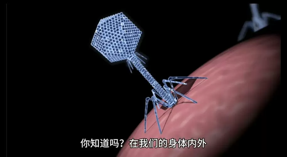 噬菌体vs埃博拉病毒