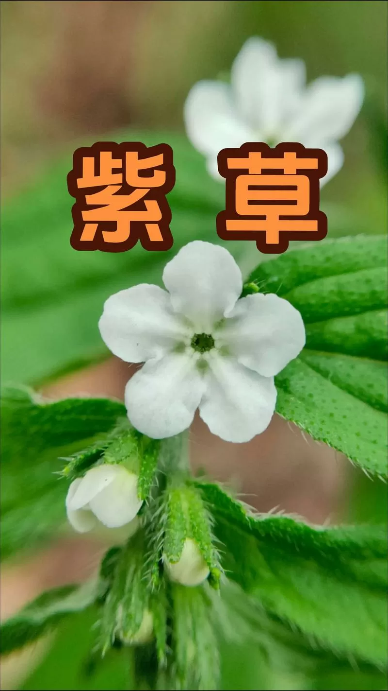 紫草图片大全高清图片图标