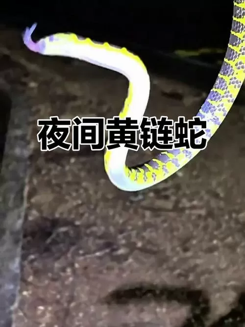 黄链蛇有毒性吗图标