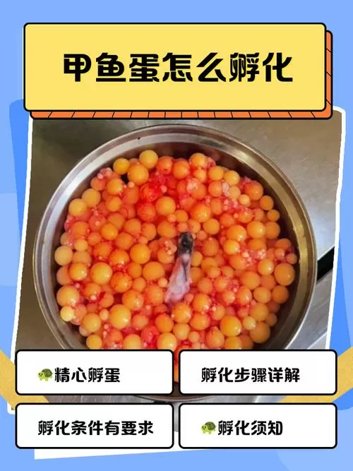 老鳖蛋怎么的孵化