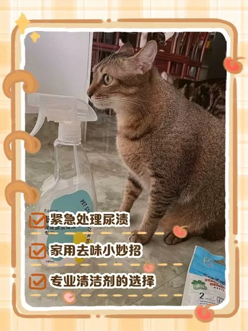 猫尿味太重一招消除