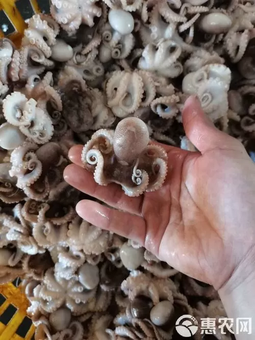 八爪鱼煮多长时间就熟了图标