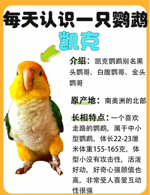 凯克鹦鹉多少元一只截图