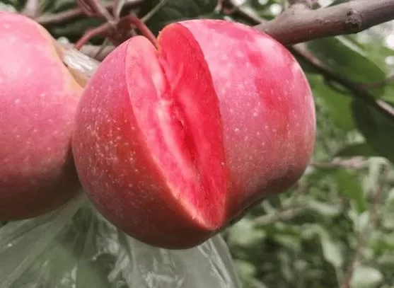 长得像苹果的红色水果图标