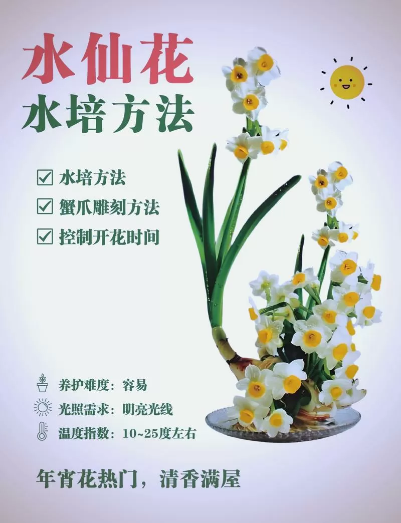 水培水仙可以养多久
