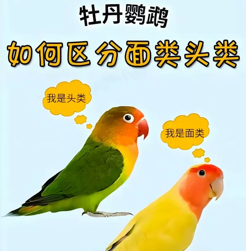 鹦鹉头类和面类是什么意思图标