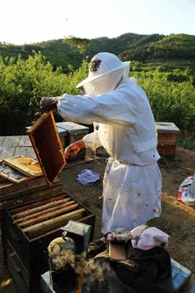 二十箱蜜蜂一年收入图标