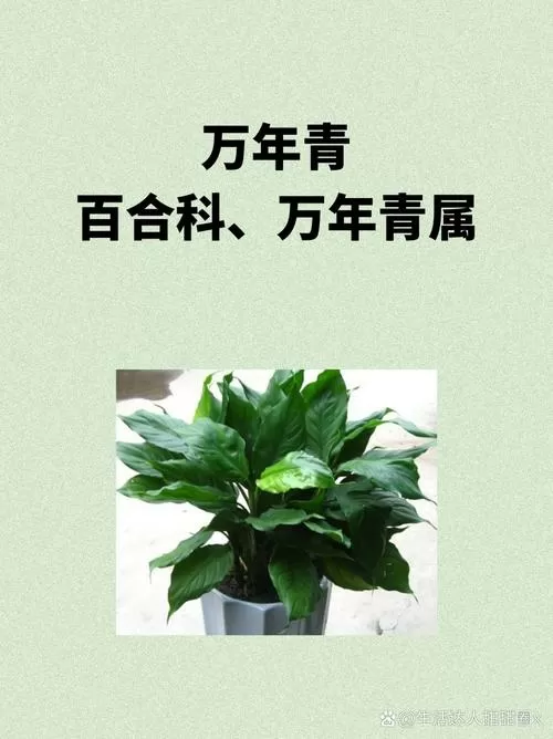 万年青又名叫什么图标