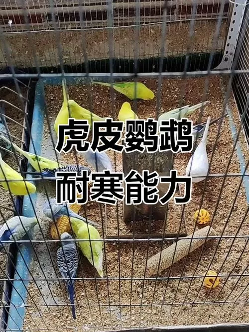 虎皮鹦鹉怕冷吗?多少度图标