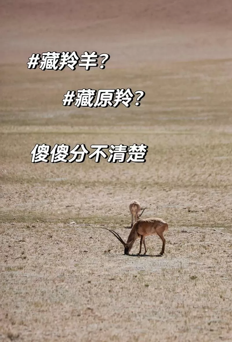 藏羚羊和羚羊的区别图标