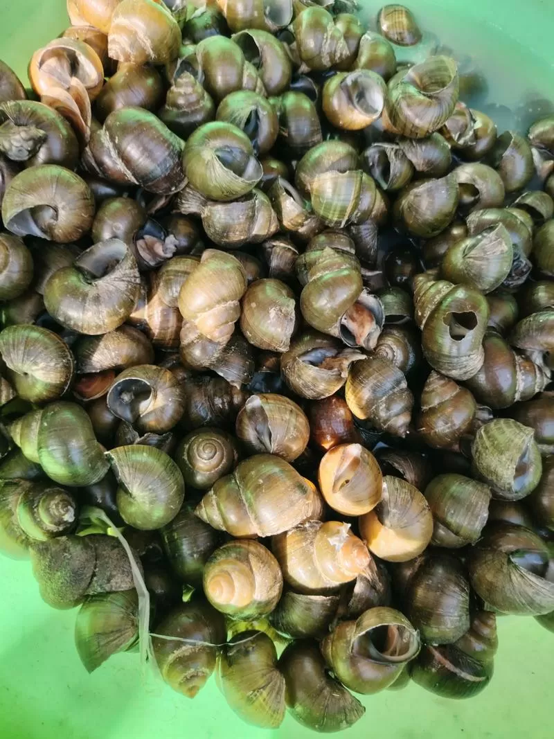 抓田螺的最佳时间是几点截图